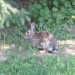 Wild Rabbits: An Overview - The Tiniest Tiger