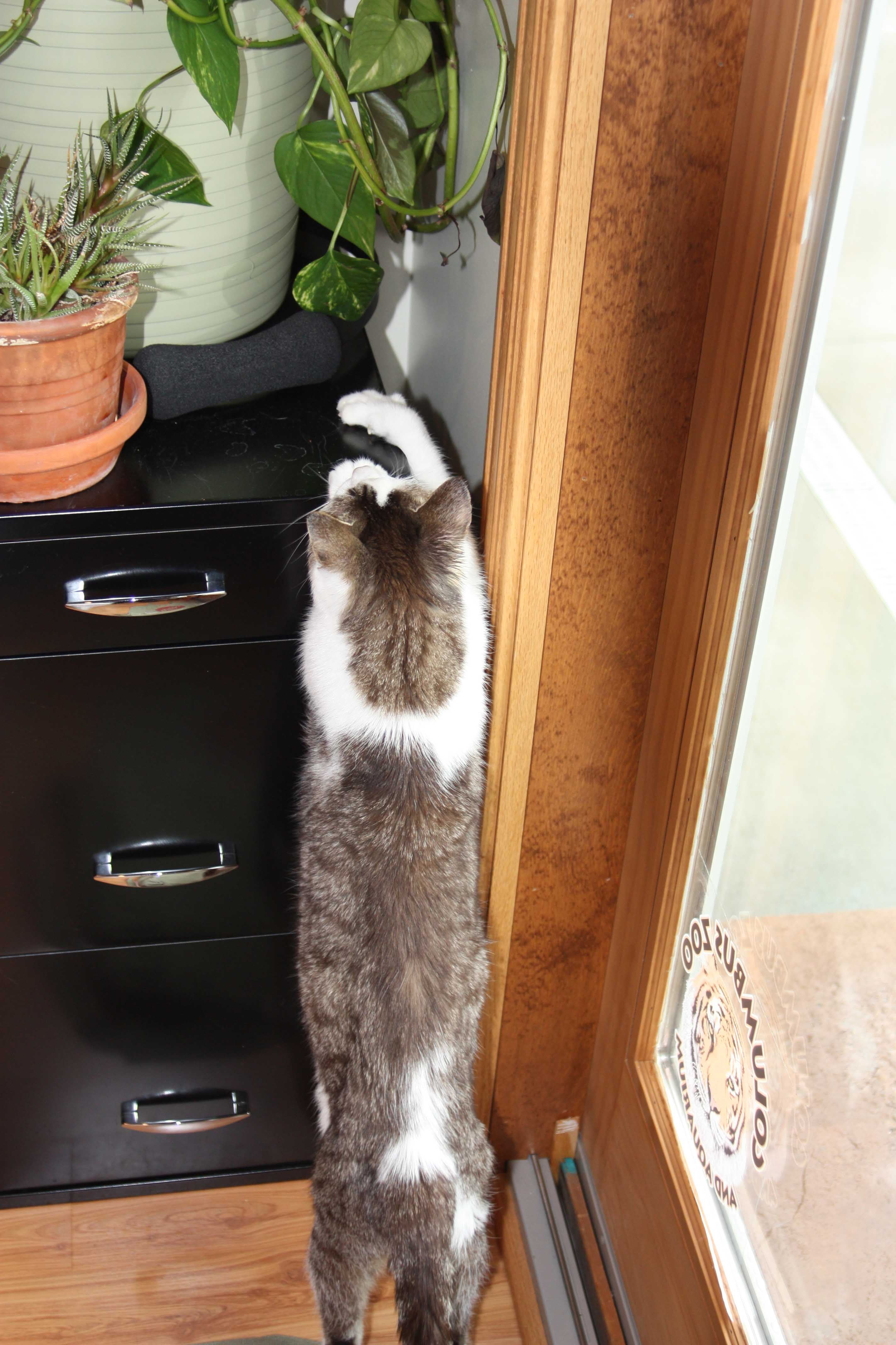 almost plant - The Tiniest Tiger