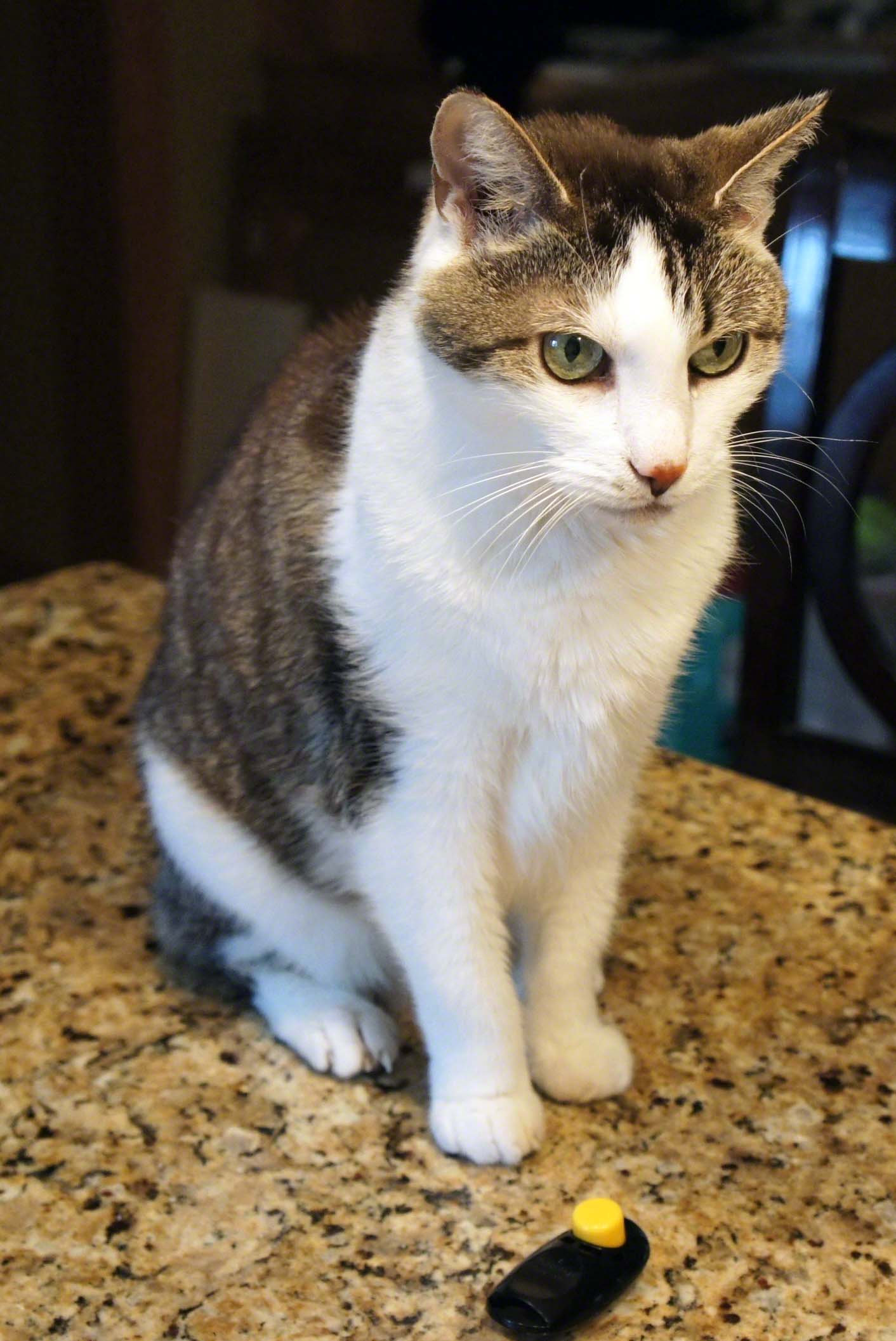 Clicker Training Your Pet Parents. - The Tiniest Tiger