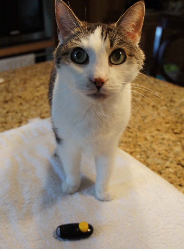 Clicker Training Your Pet Parents. - The Tiniest Tiger