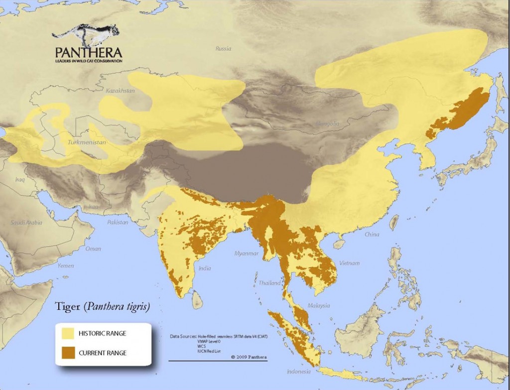 Panthera Tiger Range Map - The Tiniest Tiger