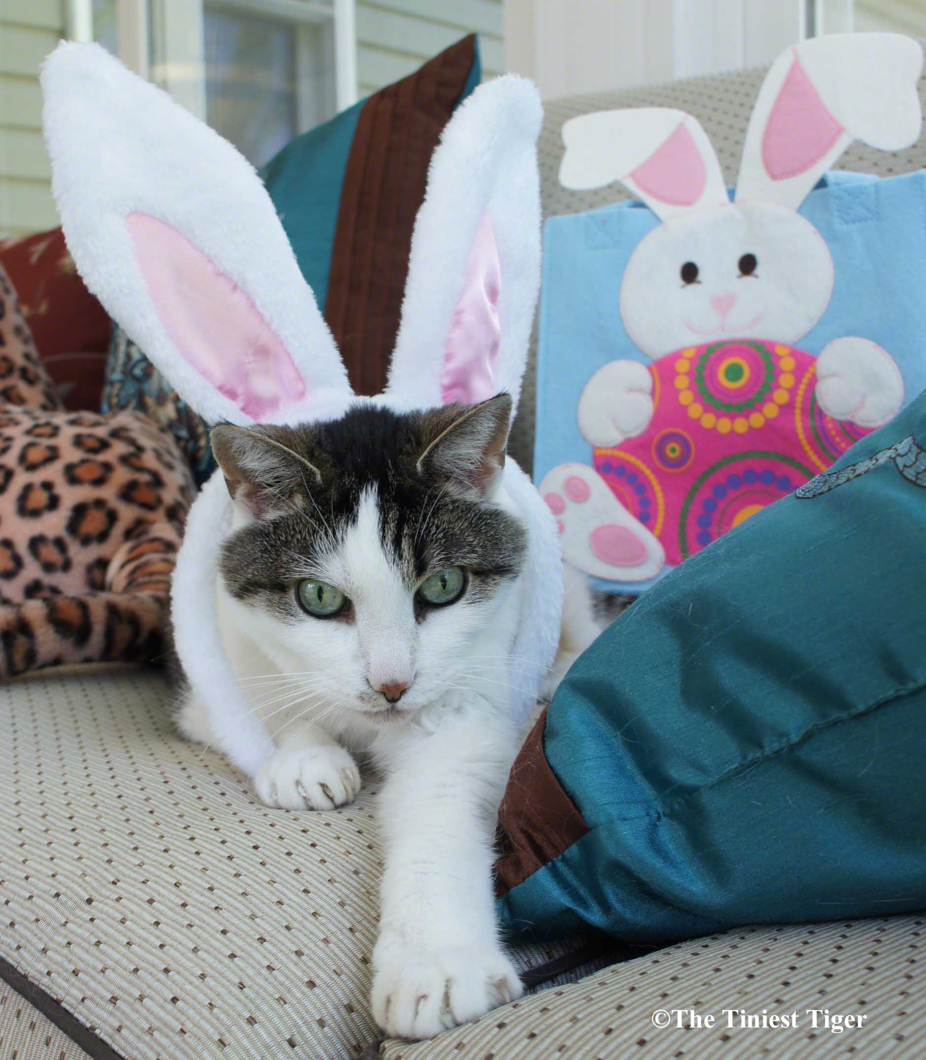 Gracey with Rabbit Ears - The Tiniest Tiger
