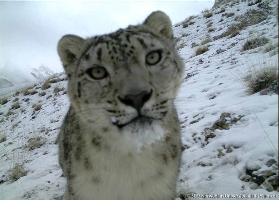 snow leopard selfie best panthera - The Tiniest Tiger