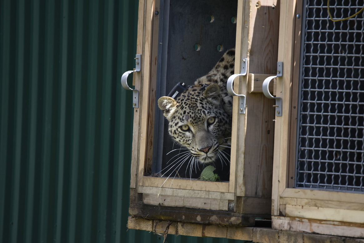 Leopards Return to the Russian Caucasus - The Tiniest Tiger