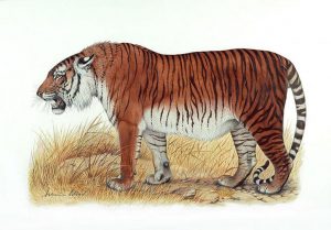 Caspian Tiger - The Tiniest Tiger