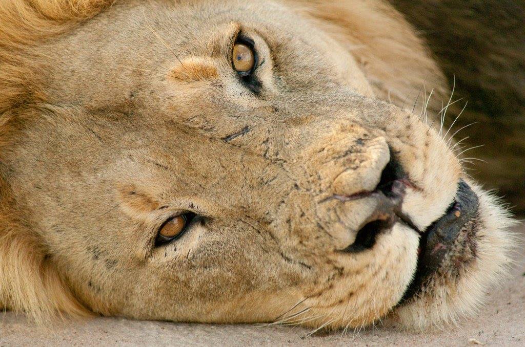 Sign To Save Lions in the Name of Cecil #WorldHeritageSpecies - The ...