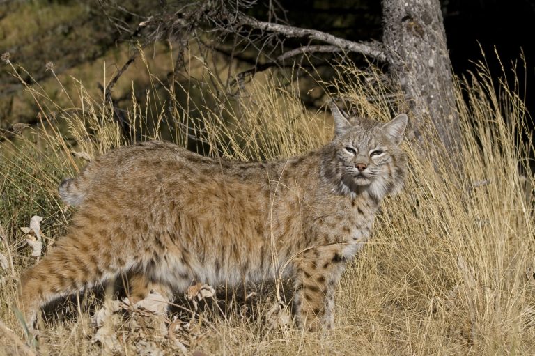 Bobcats in Ohio - The Tiniest Tiger