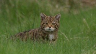 Scottish Wildcat: The Highland Tiger - The Tiniest Tiger