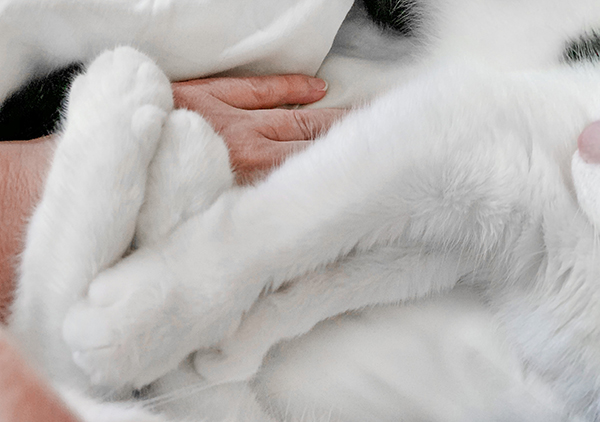Paws-and-Hand-Team-Cat-600 - The Tiniest Tiger
