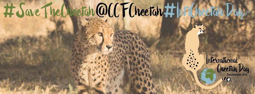Save The Cheetah #IntlCheetahDay - The Tiniest Tiger