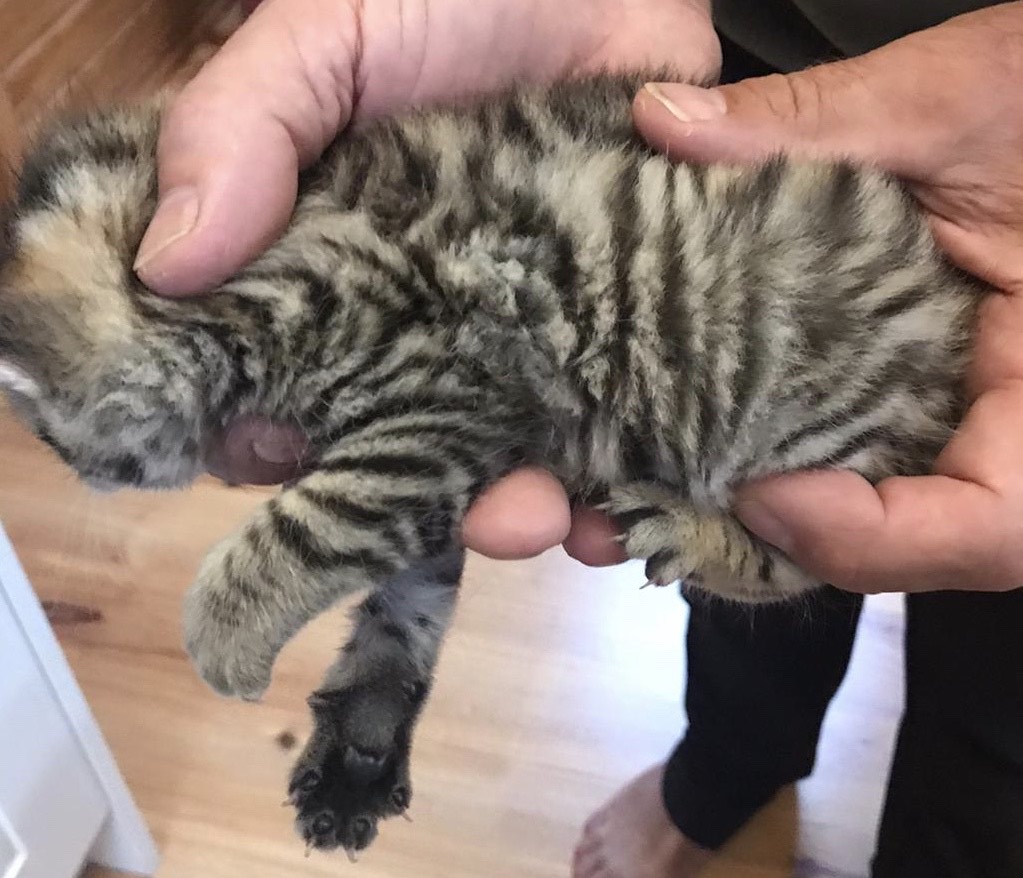 Scottish Wildcat Kitten Saved - The Tiniest Tiger