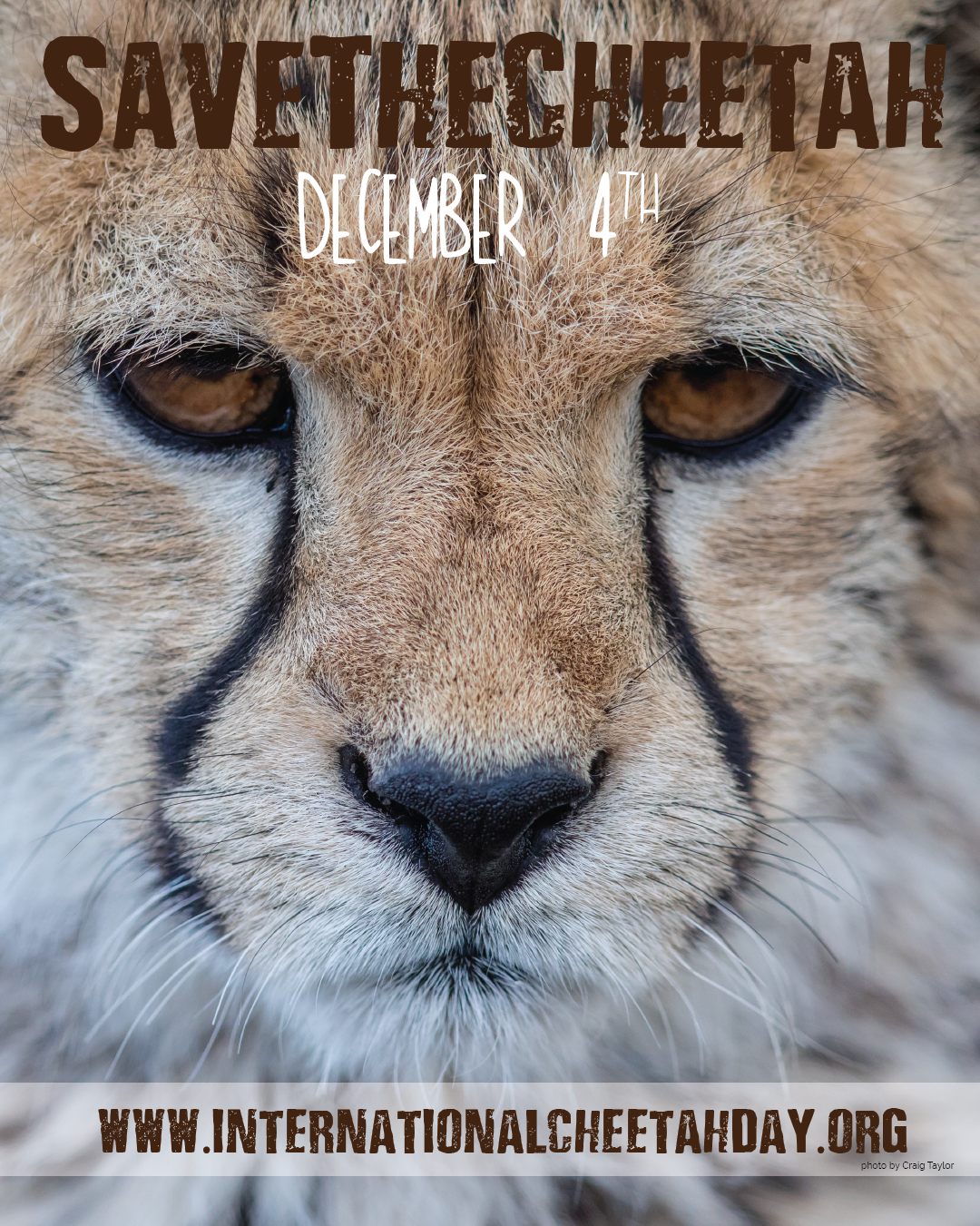 Save The Cheetah. Remembering Cheetahs Giveaway - The Tiniest Tiger