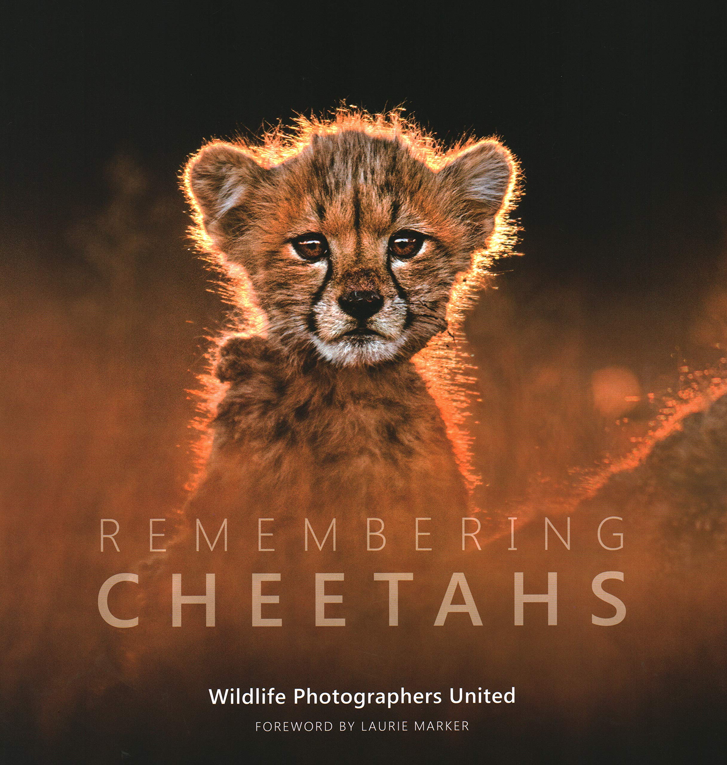 Remembering-Cheetahs-Cover - The Tiniest Tiger