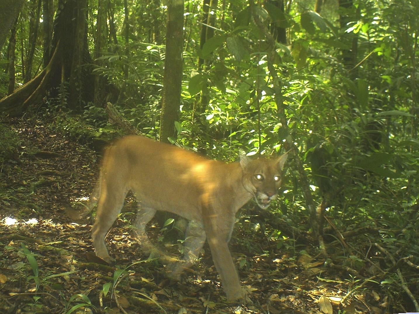 Saving Jaguars with Sound. Anti-Poaching Project - The Tiniest Tiger