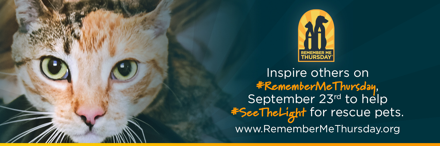 See the Light for Pet Adoption. Remember Me Thursday - The Tiniest Tiger