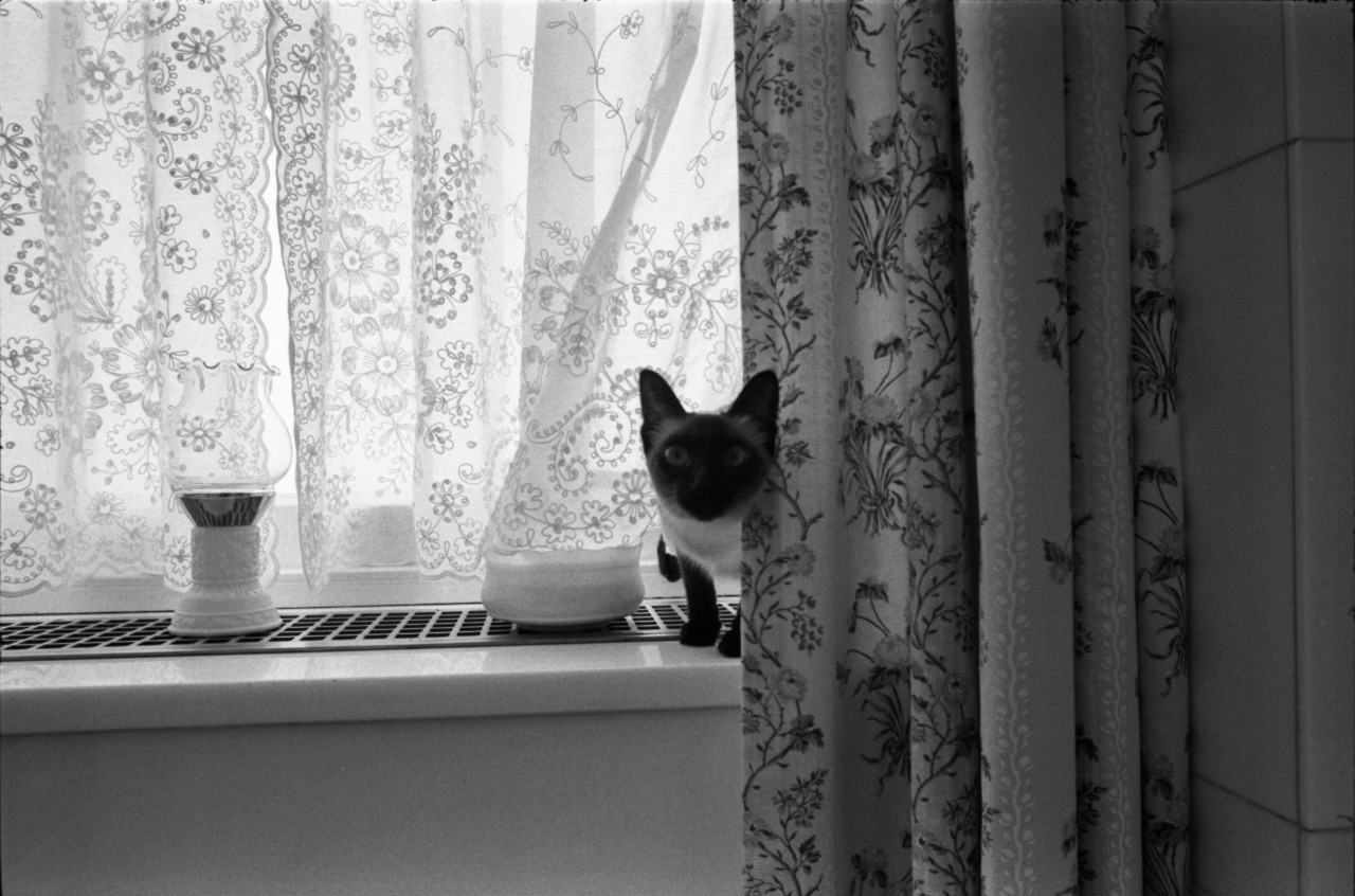 Cats in the White House - The Tiniest Tiger