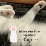 What are Cat Toe Beans? - The Tiniest Tiger