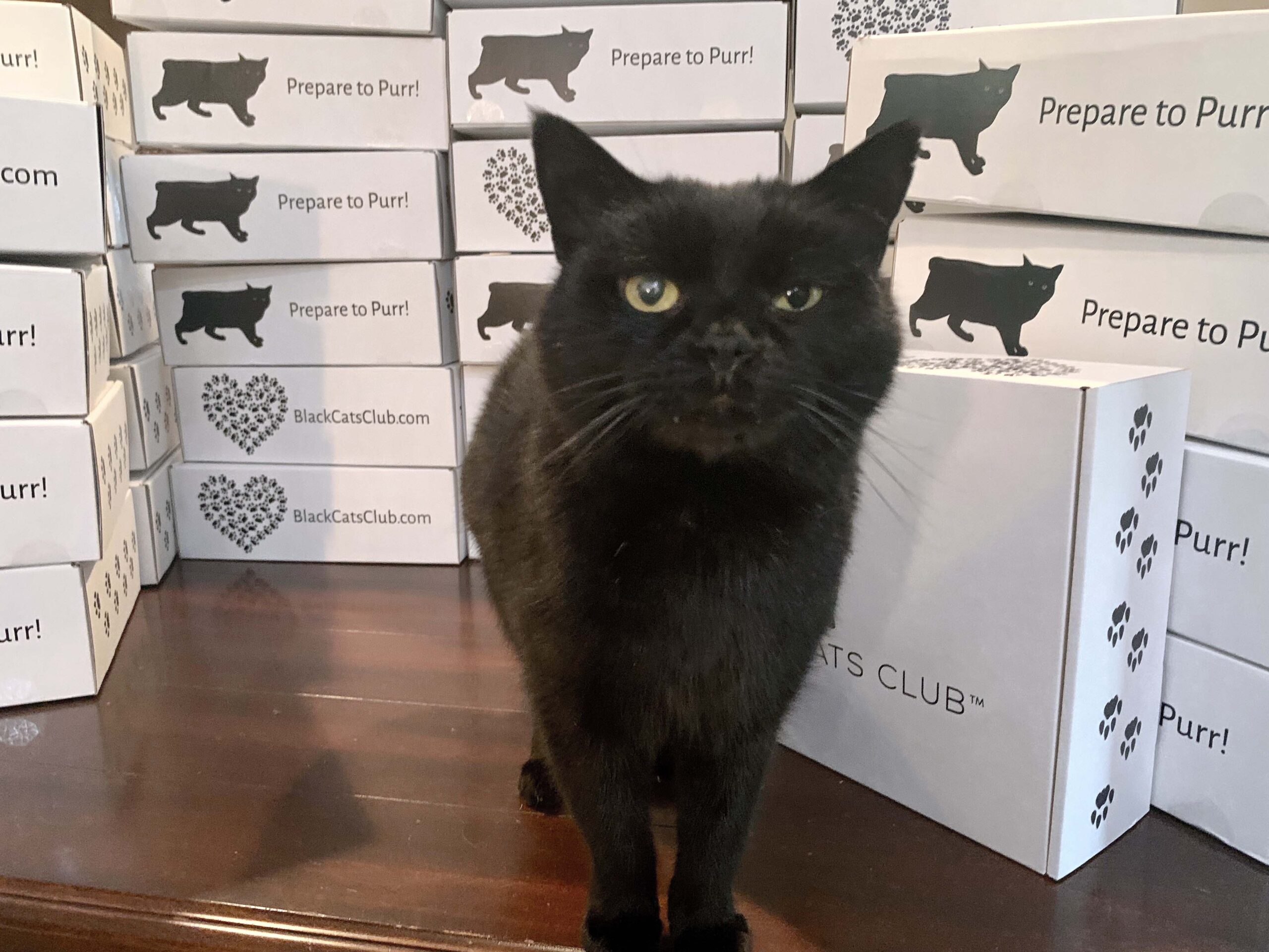 Bob-looking-front-with-black-cats-club-boxes - The Tiniest Tiger