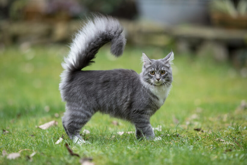 Cats With Long Tails - The Tiniest Tiger