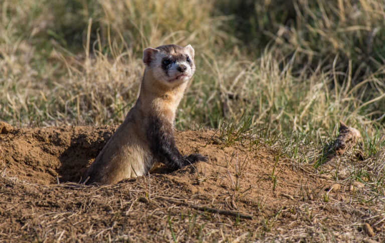 Polecat: Facts, Diet and Habitat - The Tiniest Tiger