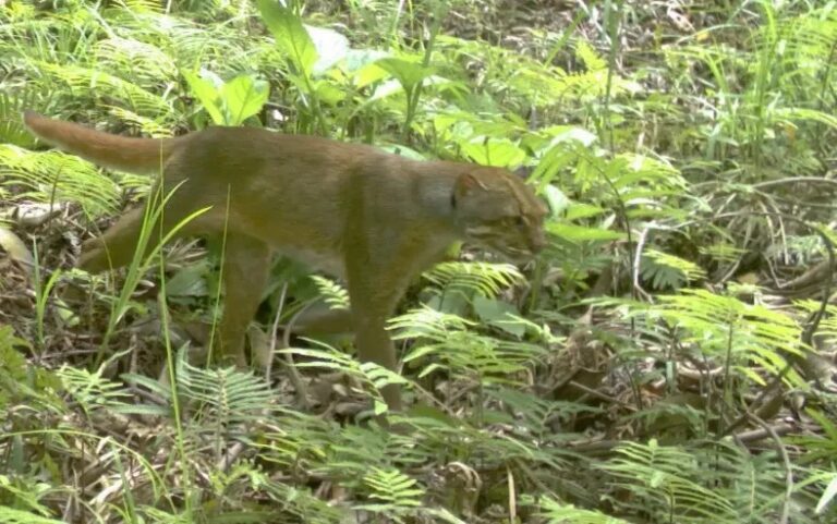 Borneo Bay Cat - The Tiniest Tiger