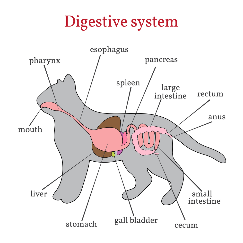 Cat Anatomy: Unique Features and Adaptations - The Tiniest Tiger