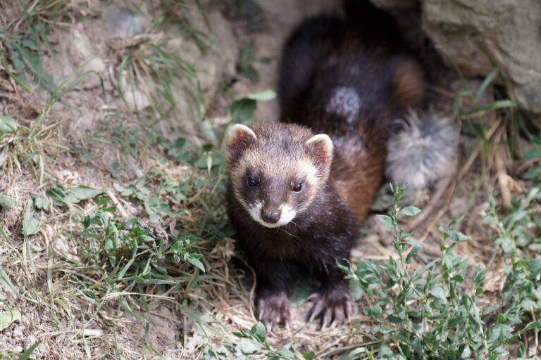Polecat: Facts, Diet and Habitat - The Tiniest Tiger