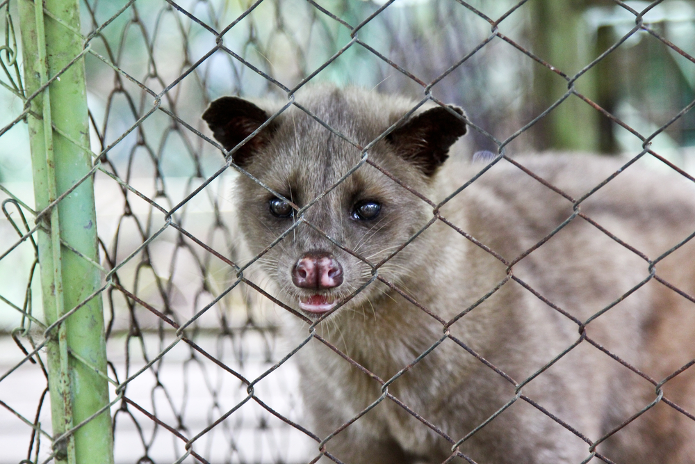 Kopi Luwak: Cat Poop Coffee