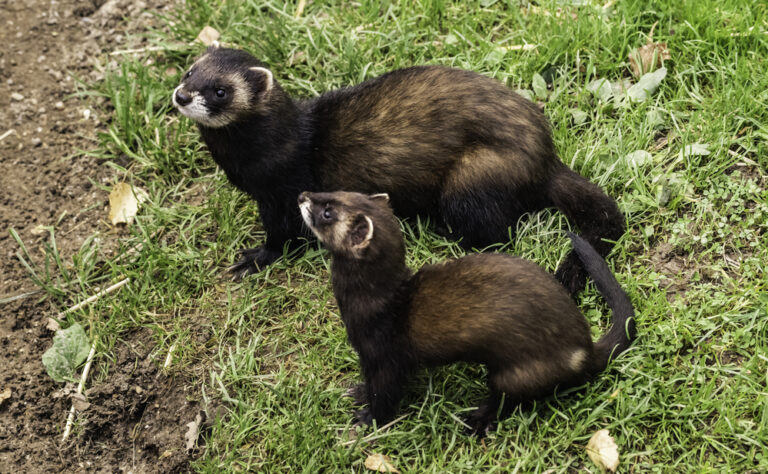 Polecat: Facts, Diet and Habitat - The Tiniest Tiger