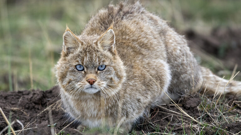 Chinese Mountain Cat: Chinese Steppe Cat - The Tiniest Tiger