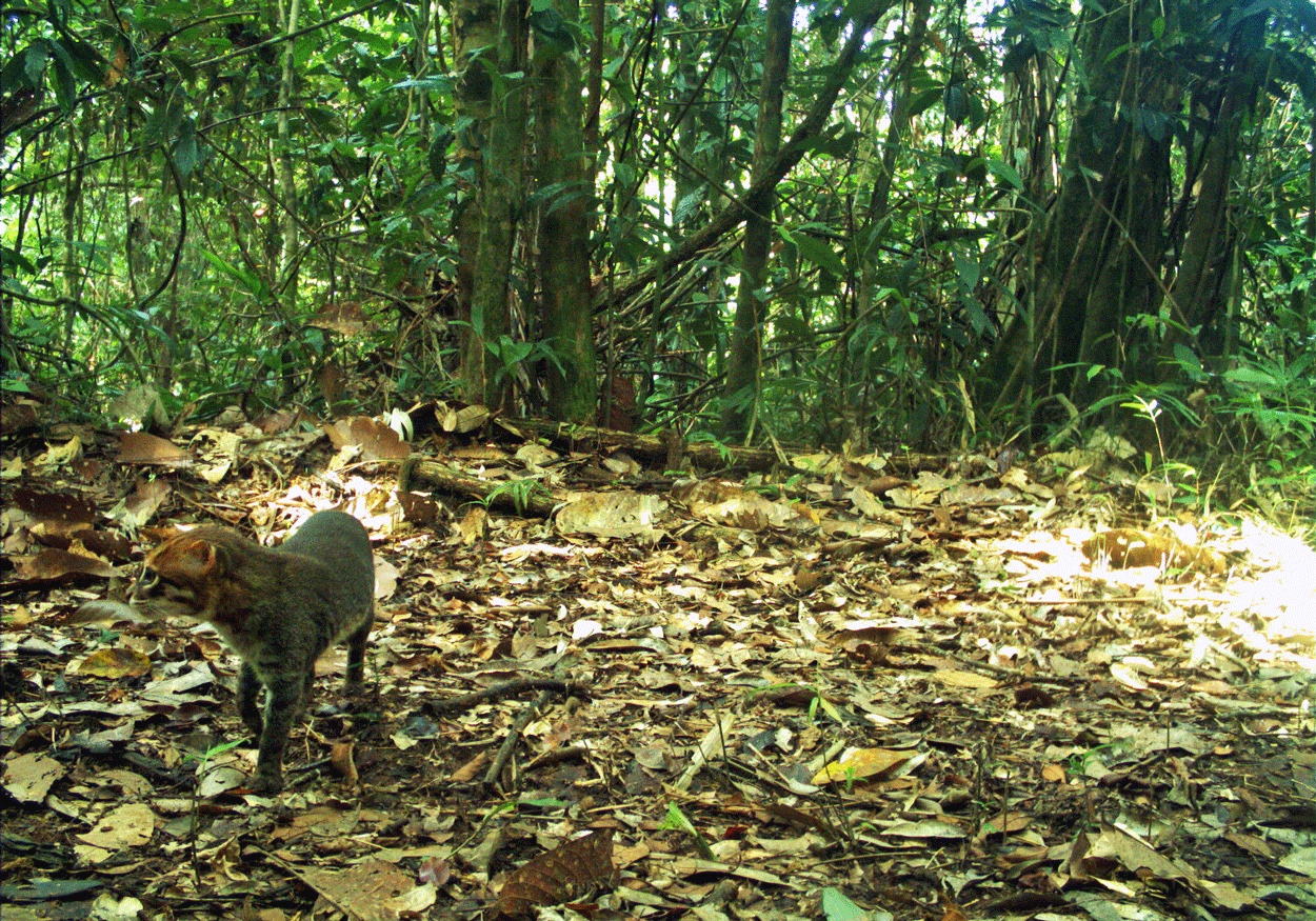 Flat-Headed Cat - The Tiniest Tiger