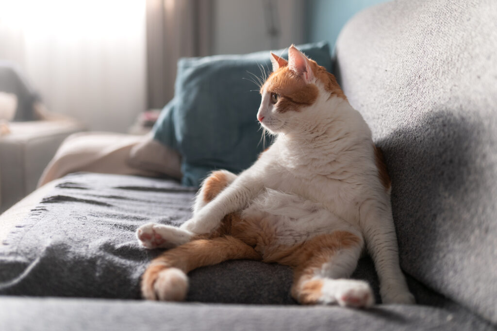 Why Do Cats Chase Their Tails? - The Tiniest Tiger