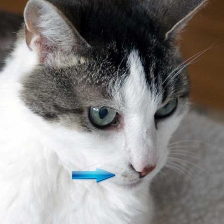 Whisker Spot Patterns: Identifying Cats - The Tiniest Tiger