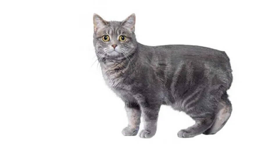 Cats With No Tails: Understanding Tailless Cats - The Tiniest Tiger