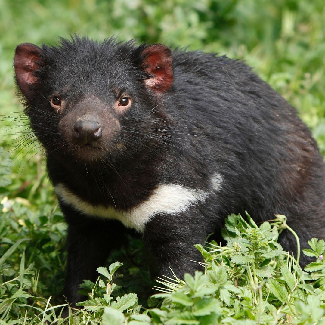Tasmanian Devil Day: Celebrating Tassie Devils - The Tiniest Tiger