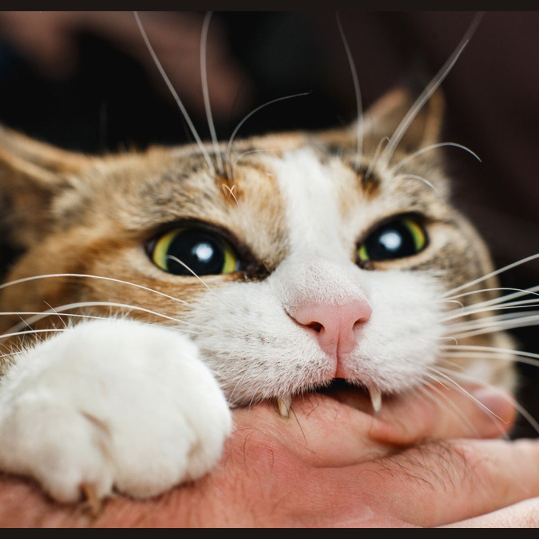 Cat Love Bites: Affectionate Cat Nibbles - The Tiniest Tiger