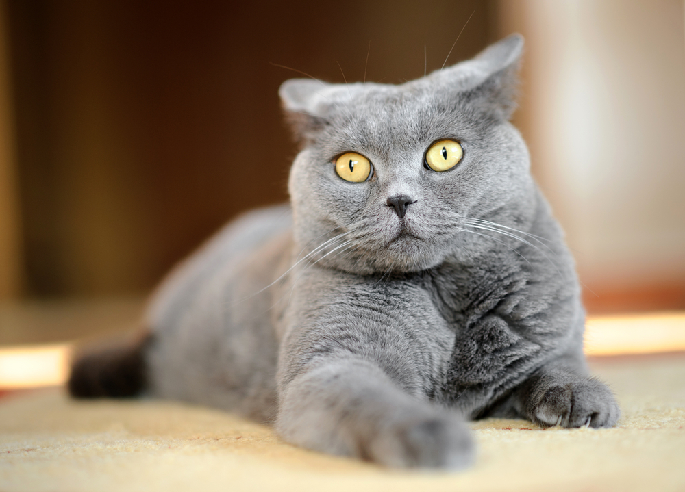 Cat Ear Positioning : Cat Airplane Ears Meaning - The Tiniest Tiger