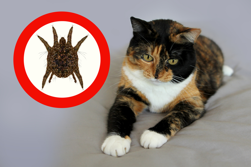 Cat Ear Mites: Symptoms, Treatment, Prevention - The Tiniest Tiger