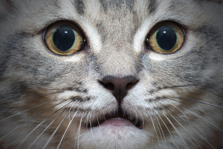 Cat Pupil Dilation - The Tiniest Tiger