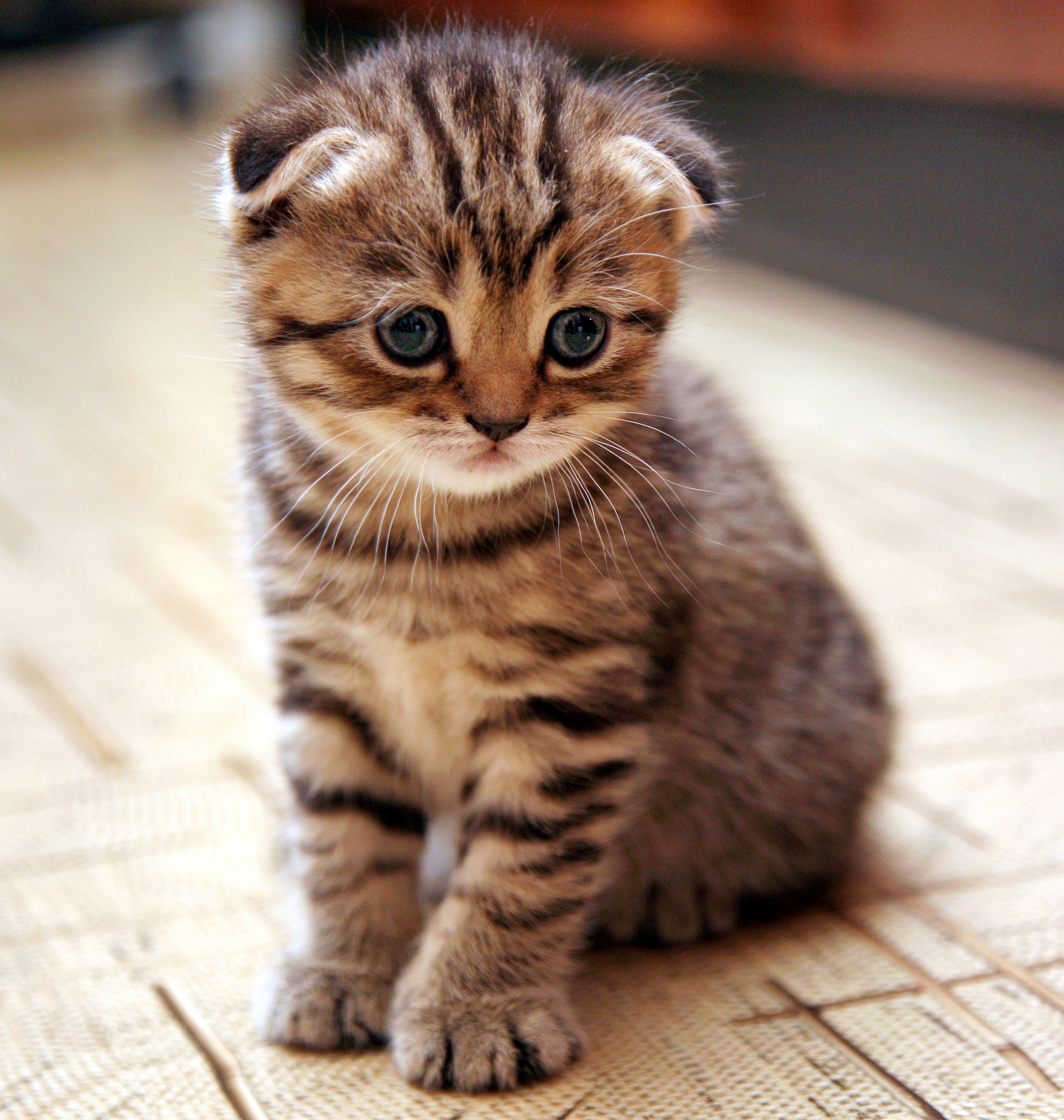Scottish Fold Cats - The Tiniest Tiger