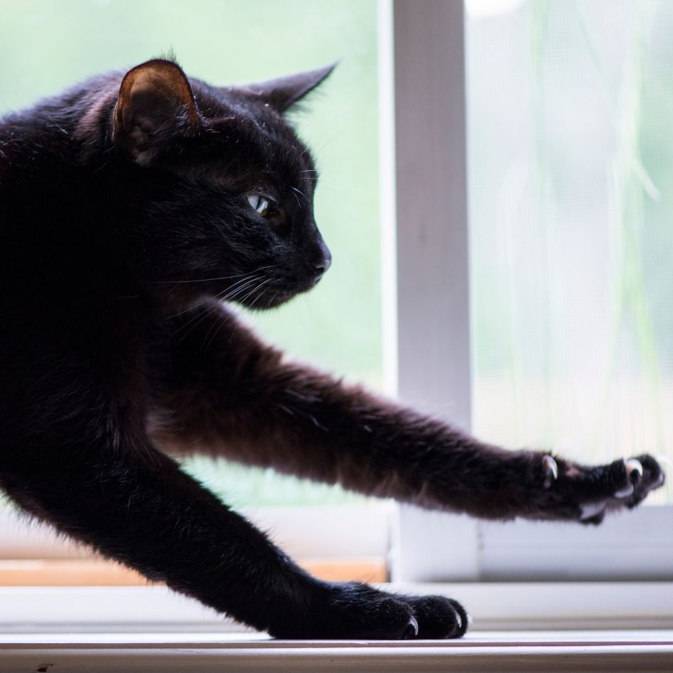 Why Cats Stretch: Cat Yoga - The Tiniest Tiger