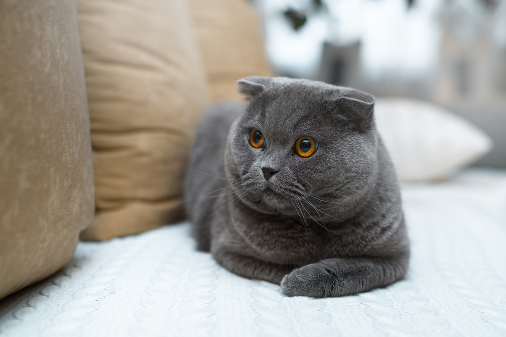 Scottish Fold Cats - The Tiniest Tiger