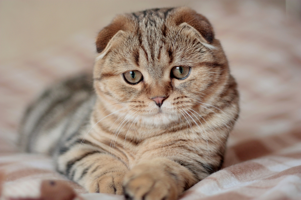 Scottish Fold Cats - The Tiniest Tiger