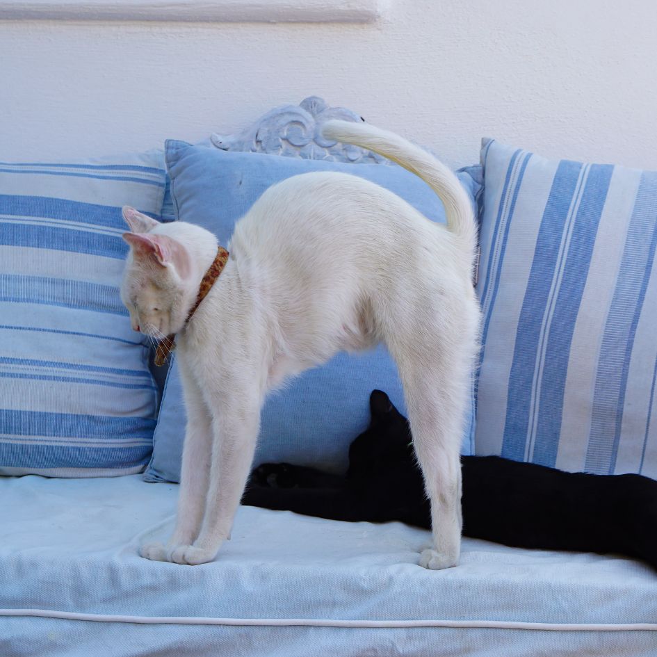 Why Cats Stretch: Cat Yoga - The Tiniest Tiger