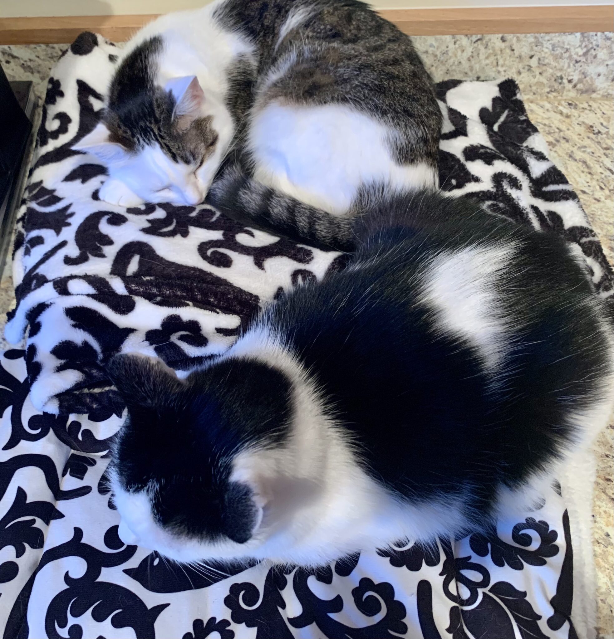 Why Do Cats Sleep So Much? - The Tiniest Tiger