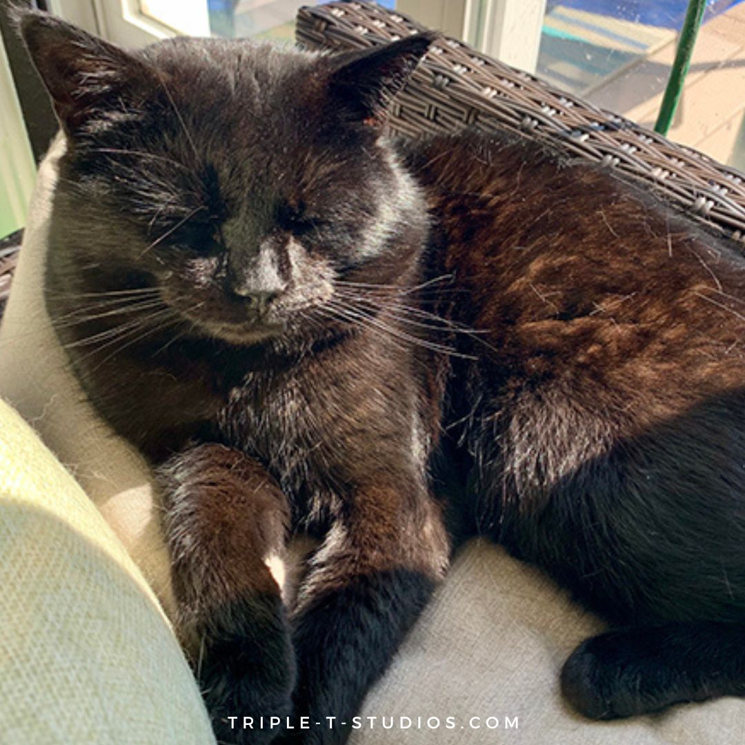 Why Cats Like to Lay in the Sun - The Tiniest Tiger