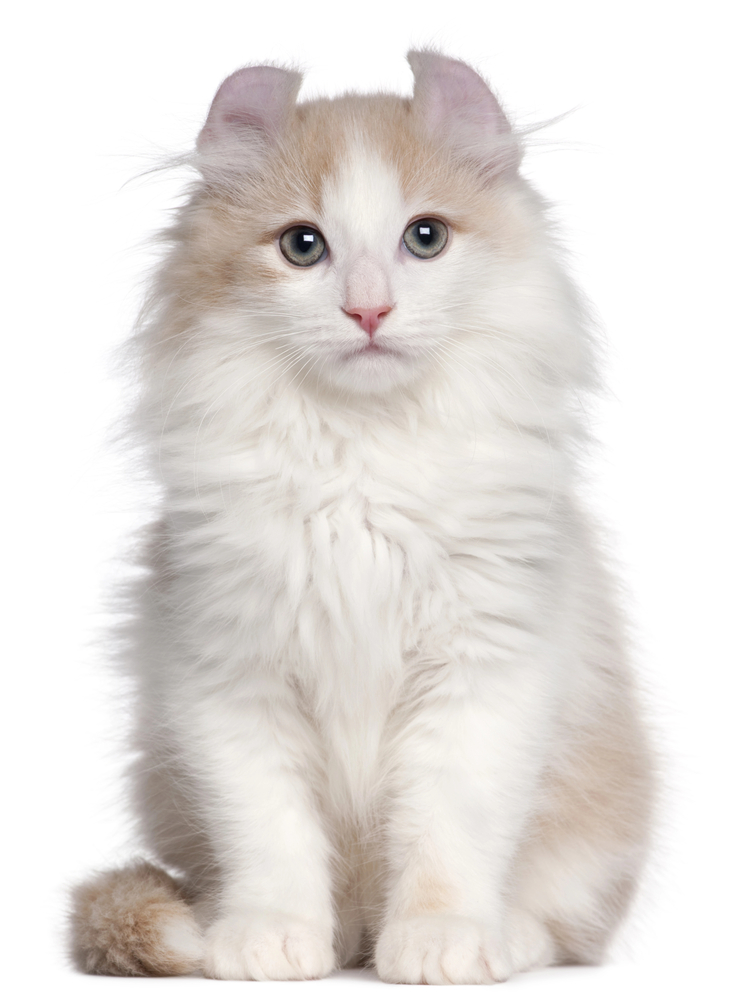 American Curl Cats: An Overview - The Tiniest Tiger