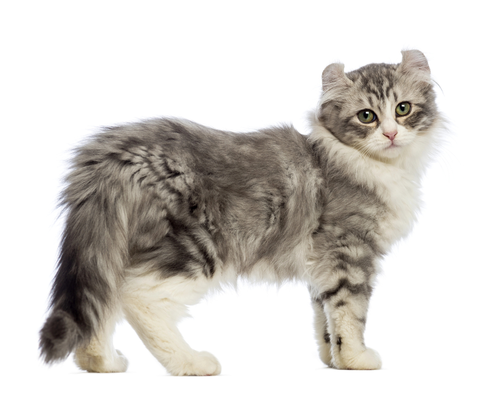 American Curl Cats: An Overview - The Tiniest Tiger