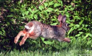 Wild Rabbits: An Overview - The Tiniest Tiger